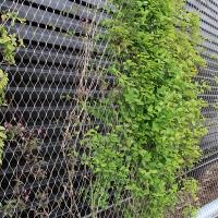 China Heavy Duty 316 Stainless Steel Green Wall Cable Trellis System Corrosion Resistant Plant For Exterior for sale