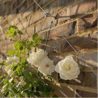 China Plant Climbing Stainless Steel Rope Mesh Net  For Chinese Roses And Rambler Roses for sale