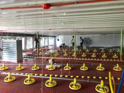 China Quick Cleaning Automatic Pan Feeding System For Broiler Poultry Farms for sale