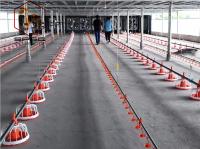 China Quick Cleaning Automatic Pan Feeding System For Broiler Poultry Farms for sale