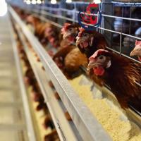 China Intelligent 3 4 5 6 Tiers H Type Layer Cage System For Efficient Chicken Raising for sale