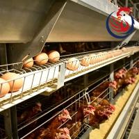 China Intelligent 3 4 5 6 Tiers H Type Layer Cage System For Efficient Chicken Raising for sale