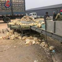 China Automatic Chain Type Broiler Cage Equipment Chicken Harvest Cage For Poultry Farming for sale