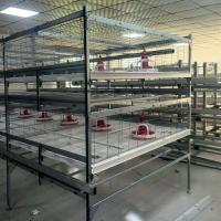 China Automatic Harvesting Chicken Coop Broiler Cage Poultry Farm Cage For Broilers for sale