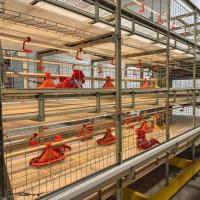 China Automatic Harvesting Chicken Coop Broiler Cage Poultry Farm Cage For Broilers for sale
