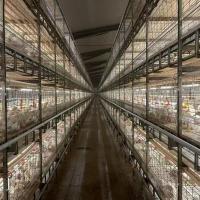China Automatic Harvesting Chicken Coop Broiler Cage Poultry Farm Cage For Broilers for sale