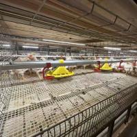 China Automatic Harvesting Chicken Coop Broiler Cage Poultry Farm Cage For Broilers for sale
