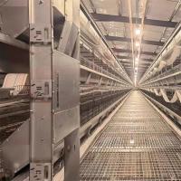China Hot Galvanized H Type Poultry Layer Cage With Smart Battery Feeding System for sale