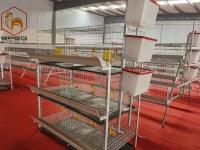 China Poultry Farm H Type Battery Cages Commercial Layer Cages Space Saving Corrosion Resistant for sale