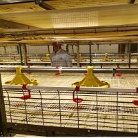 China H Type Broiler Chicken Cage System Pull Out Slat Broiler Chicken Cage Multi Tier for sale
