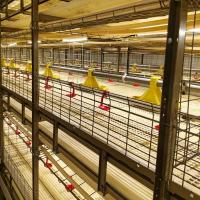 China H Type Broiler Chicken Cage System Pull Out Slat Broiler Chicken Cage Multi Tier for sale