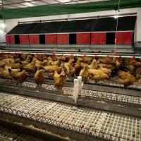 China Wear Resistant Automatic Poultry Laying Box Easy Egg Collection For Breeders And Farmers for sale