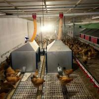 China Wear Resistant Automatic Poultry Laying Box Easy Egg Collection For Breeders And Farmers for sale