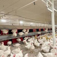 China Wear Resistant Automatic Poultry Laying Box Easy Egg Collection For Breeders And Farmers for sale