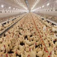 China Poultry Farming Automatic Egg Nesting Box Labor Saving For Floor Raised Layers for sale