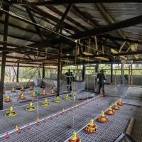 China Quick Assembly Poultry Plastic Slatted Floor Chicken Farms Slat Flooring 1200x500x40mm for sale