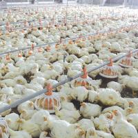 China Hygienic Design Automatic Chicken Feeder System Anti Waste For Broiler Farms for sale