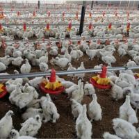 China Hygienic Design Automatic Chicken Feeder System Anti Waste For Broiler Farms for sale