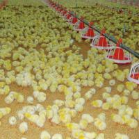 China Hygienic Design Automatic Chicken Feeder System Anti Waste For Broiler Farms for sale