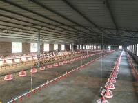 China Easy Cleaning Smart Poultry Feeding And Drinking System For Chicken Broilers for sale