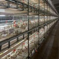 China Hot Dipped Galvanized Chicken Broiler Cage Automatic Cage System For Broiler Chicken for sale