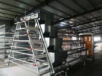China Galvanized Structure Poultry Chicken Layer Battery Cage A Frame With Egg Collection System for sale