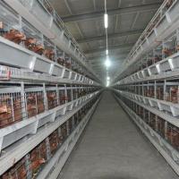 China Customized Size A Type Layer Cage Automated Layer Breeding Cage For Poultry Farming for sale