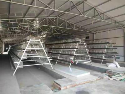 China Custom Multi Tier A Type Layer Cage System Chicken Egg Laying Cages Low maintenance for sale