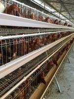 China Poultry Farm A Frame Layer Cage Chicken Egg Laying Cages Anti Rust Easy Installation for sale