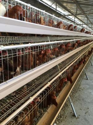 China Poultry Farm A Frame Layer Cage Chicken Egg Laying Cages Anti Rust Easy Installation for sale