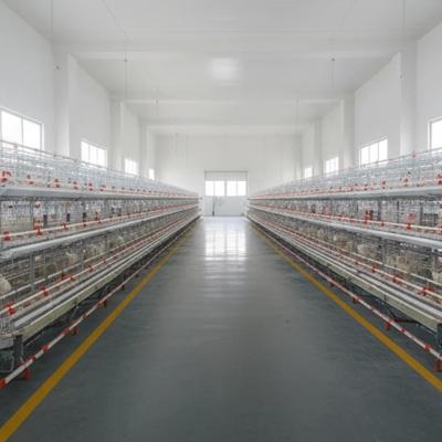 China Rust Resistant Chicken Poultry Farm Equipment Broiler Cage System Multi Tier Designs for sale