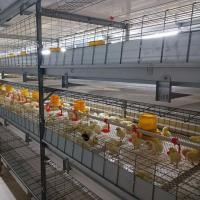 China Rust Resistant Chicken Poultry Farm Equipment Broiler Cage System Multi Tier Designs for sale