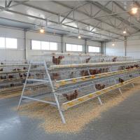 China Automatic Feeding Chicken Cage A Type Layer Cage 3 Tiers  4 Tiers Low Maintenance for sale