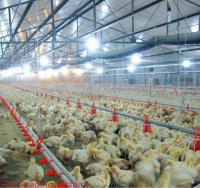 China Easy Cleaning Poultry Farm Equipment Feed Saving PP Pan Feeding System For Broiler for sale