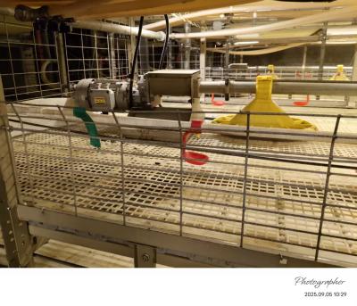 China Hot Dipped Galvanized Chicken Broiler Cage Automatic Cage System For Broiler Chicken for sale