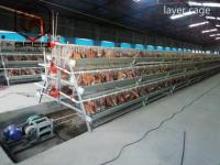China A Type Poultry Layer Cage System Multi Tier Staggered Design With Egg Collection for sale
