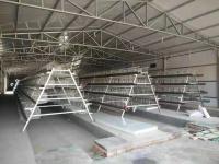 China A Type Poultry Layer Cage System Multi Tier Staggered Design With Egg Collection for sale