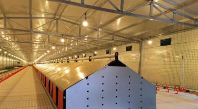 China Wear Resistant Automatic Poultry Laying Box Easy Egg Collection For Breeders And Farmers for sale