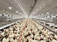 China Labor Saving Design Auto Layer Chicken Nest Box For High Volume Chicken Farms for sale