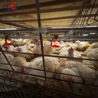 China Automatic Chain Harvesting Broiler Cage System High Capacity For Poultry Farming for sale
