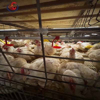 China Automatic Chain Harvesting Broiler Cage System High Capacity For Poultry Farming for sale