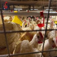 China Automatic Chain Harvesting Broiler Cage System High Capacity For Poultry Farming for sale