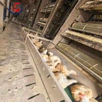 China Automatic Chain Harvesting Broiler Cage System High Capacity For Poultry Farming for sale
