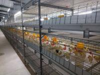 China Galvanized Poultry Farm Equipment H Type Battery Cage For Broiler And Layer Chickens for sale