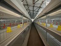 China Galvanized Poultry Farm Equipment H Type Battery Cage For Broiler And Layer Chickens for sale