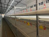 China Galvanized Poultry Farm Equipment H Type Battery Cage For Broiler And Layer Chickens for sale