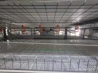 China Steel Construction Automatic Broiler Chicken Cage H Type Poultry House Equipment for sale