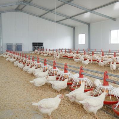 China Poultry Farm Chicken House Equipment Auger Pan Feeder 4 Pans Or 3 Pans / 3 Meters for sale
