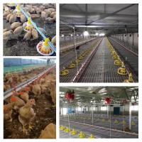 China Poultry Farm Chicken House Equipment Auger Pan Feeder 4 Pans Or 3 Pans / 3 Meters for sale