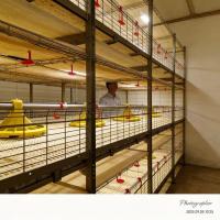 China Hot Dip Galvanized Automatic Broiler Cage 216 288 384 Birds/Unit For Poultry Farm for sale